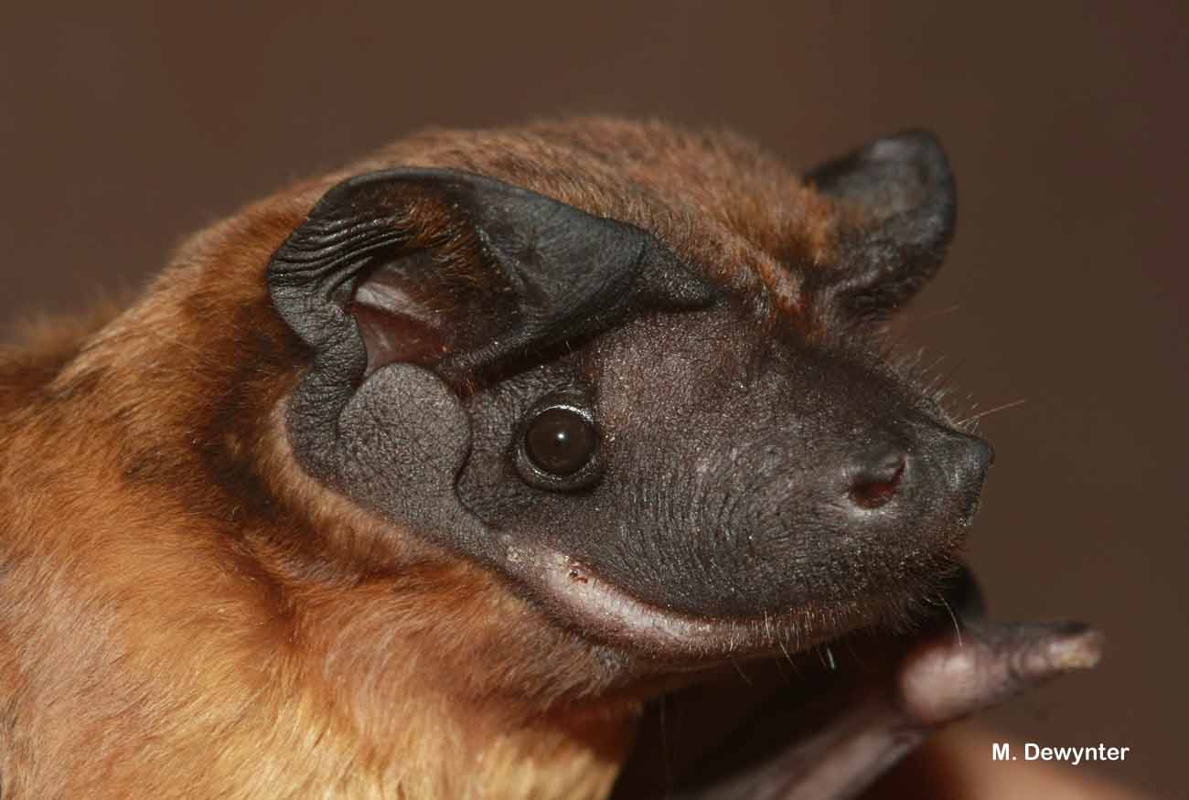 Dog Faced Bat
